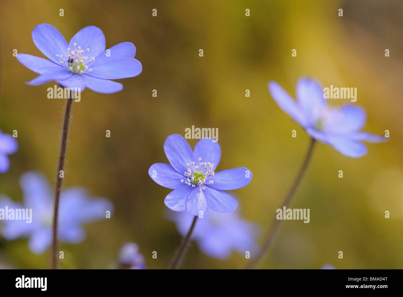 Hepaticas High Resolution Stock Photography and Images - Alamy