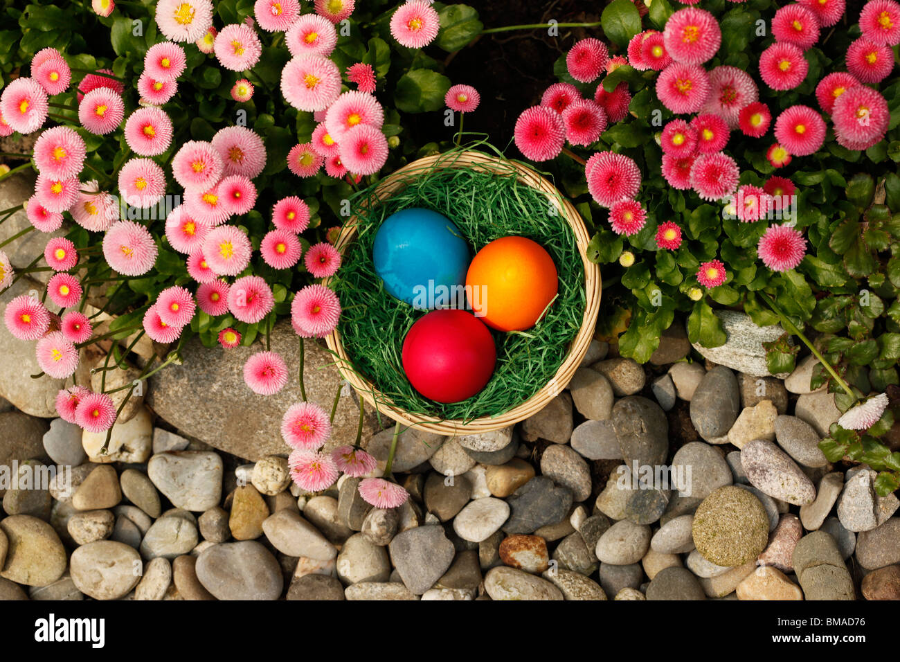 Easter Eggs and English Daisies Stock Photo - Alamy