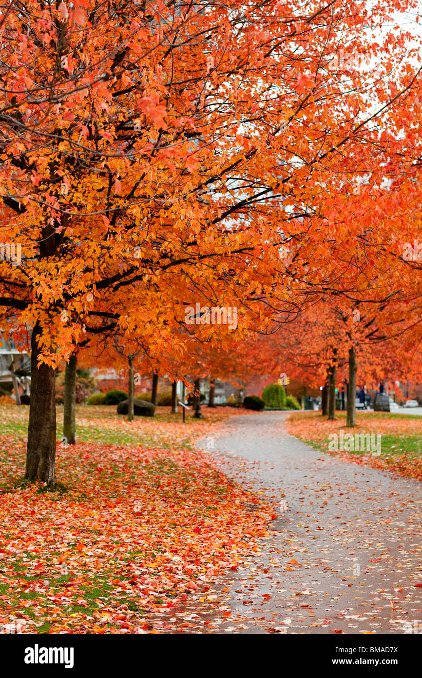 Fall colors down tree path hi-res stock photography and images - Alamy