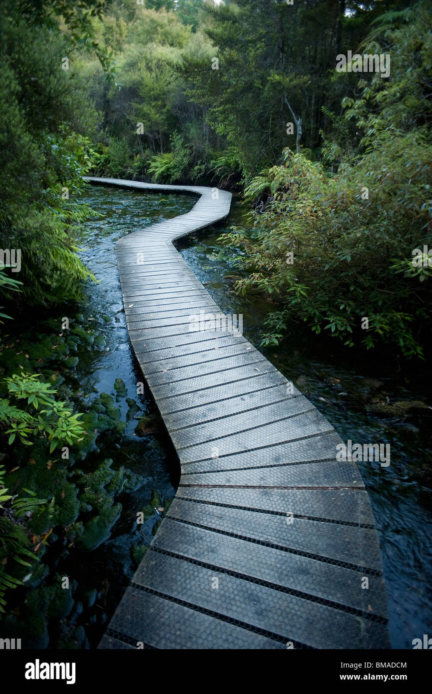Winding Boardwalk through Forest, Pohara, Golden Bay District, Nelson ...