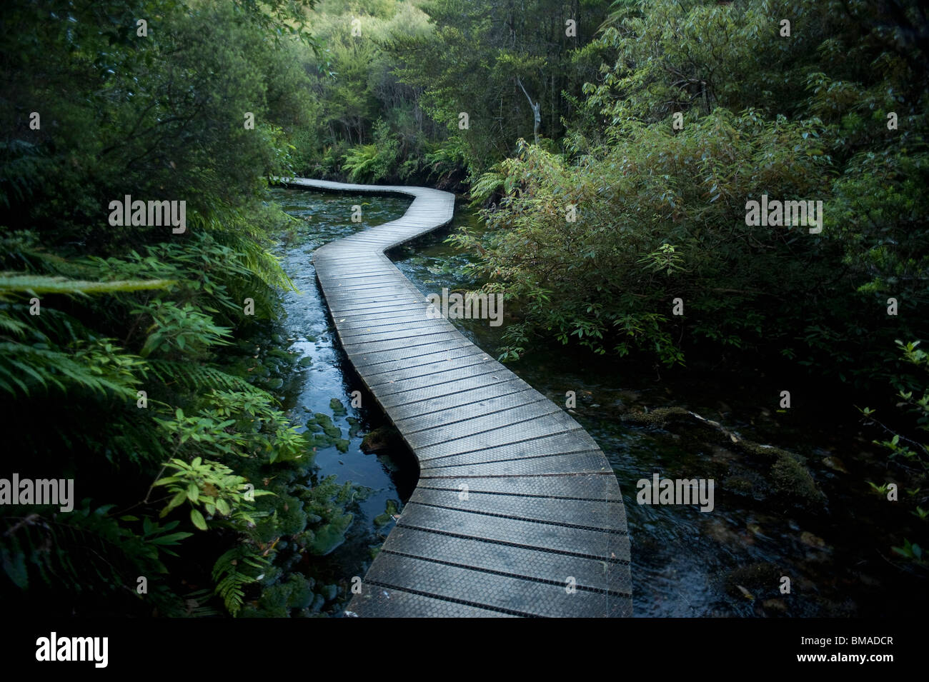 Winding Boardwalk through Forest, Pohara, Golden Bay District, Nelson ...
