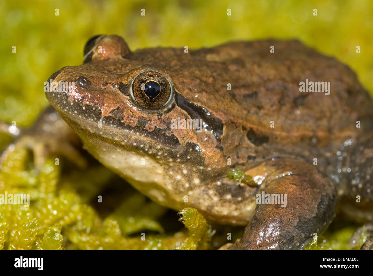 Iberian painted frog (Discoglossus galganoi Stock Photo - Alamy