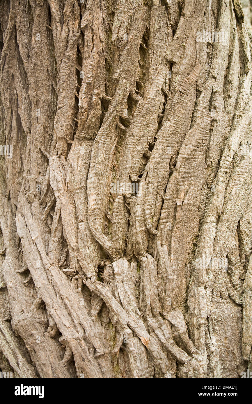 Wrinkled grey bark hi-res stock photography and images - Alamy