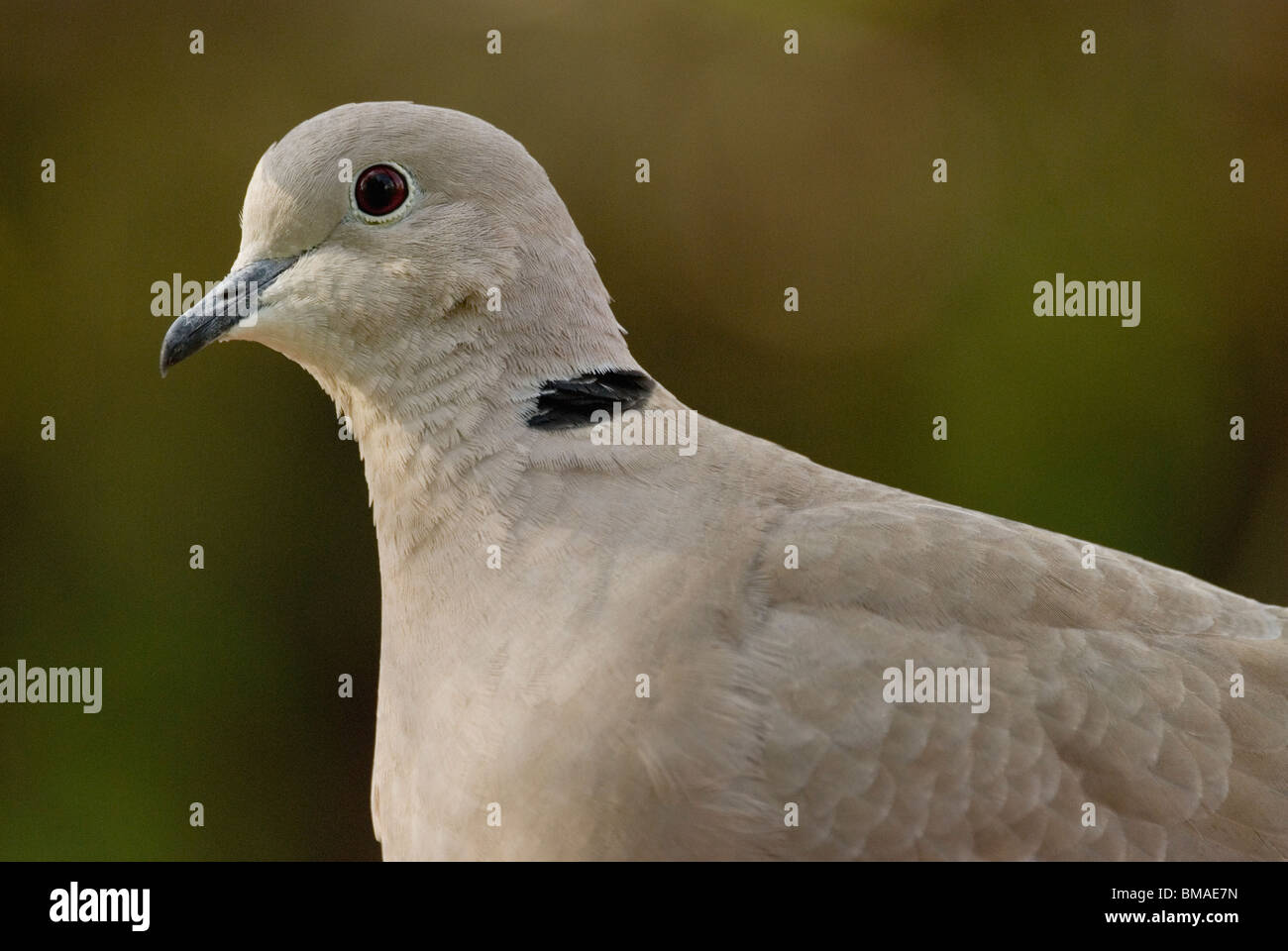 Eurasian Collared Dove (Streptopelia decaocto Stock Photo - Alamy