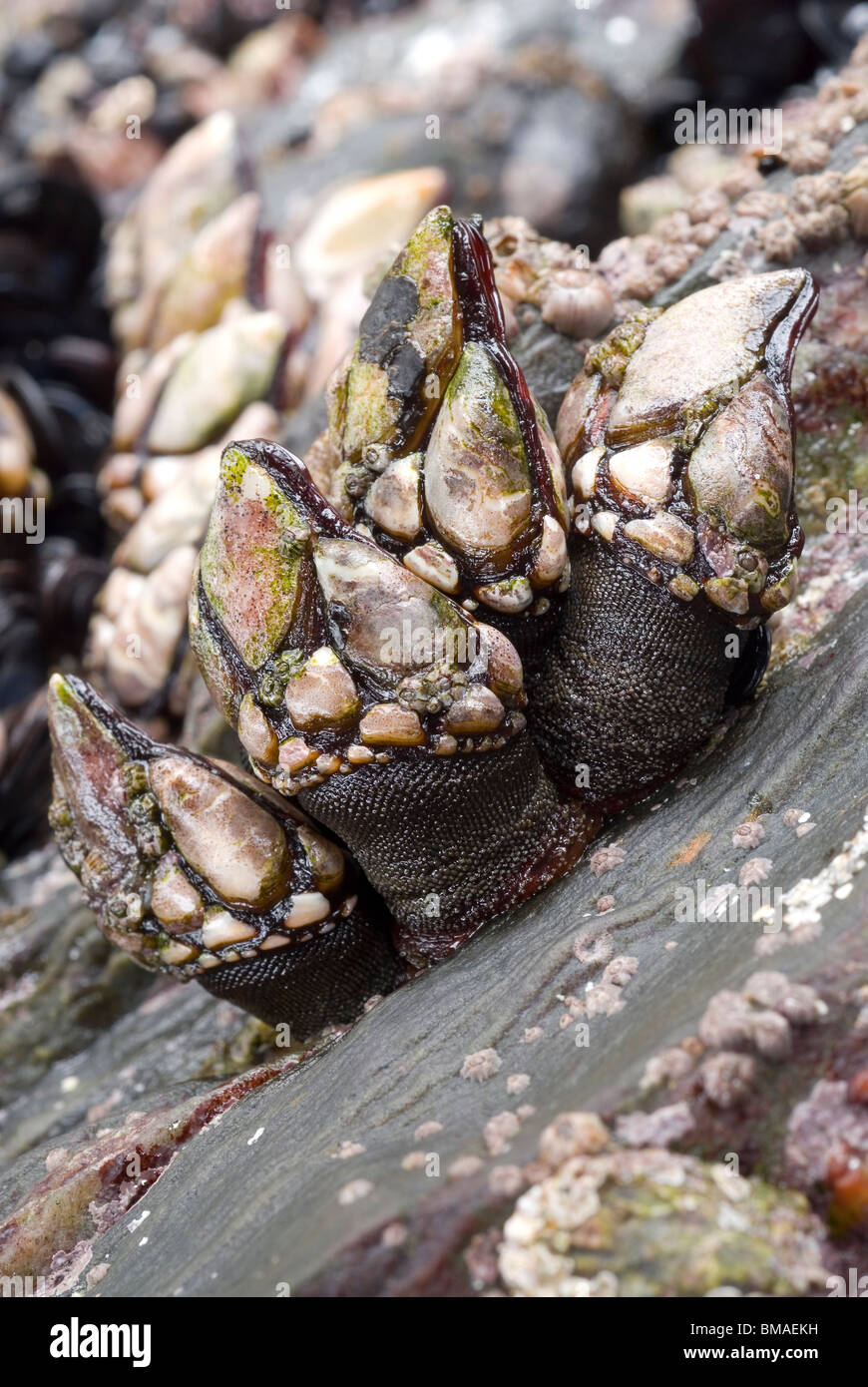 Pollicipes pollicipes hi-res stock photography and images - Alamy