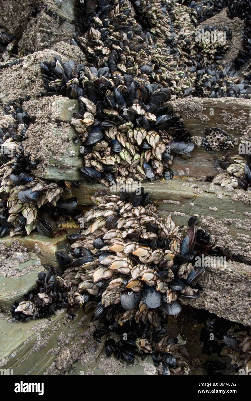 Cirripede hi-res stock photography and images - Alamy