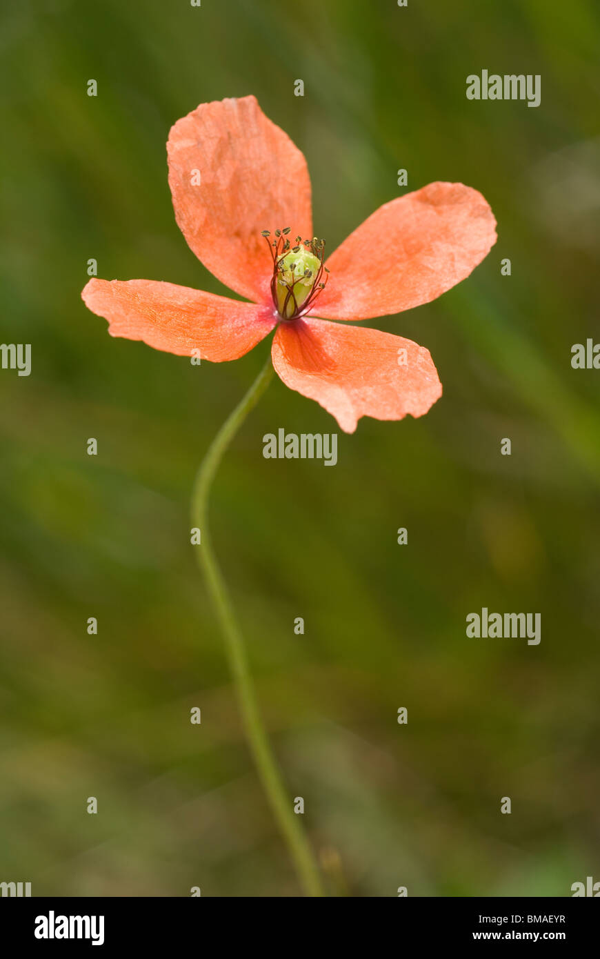 Papaver fruit hi-res stock photography and images - Alamy