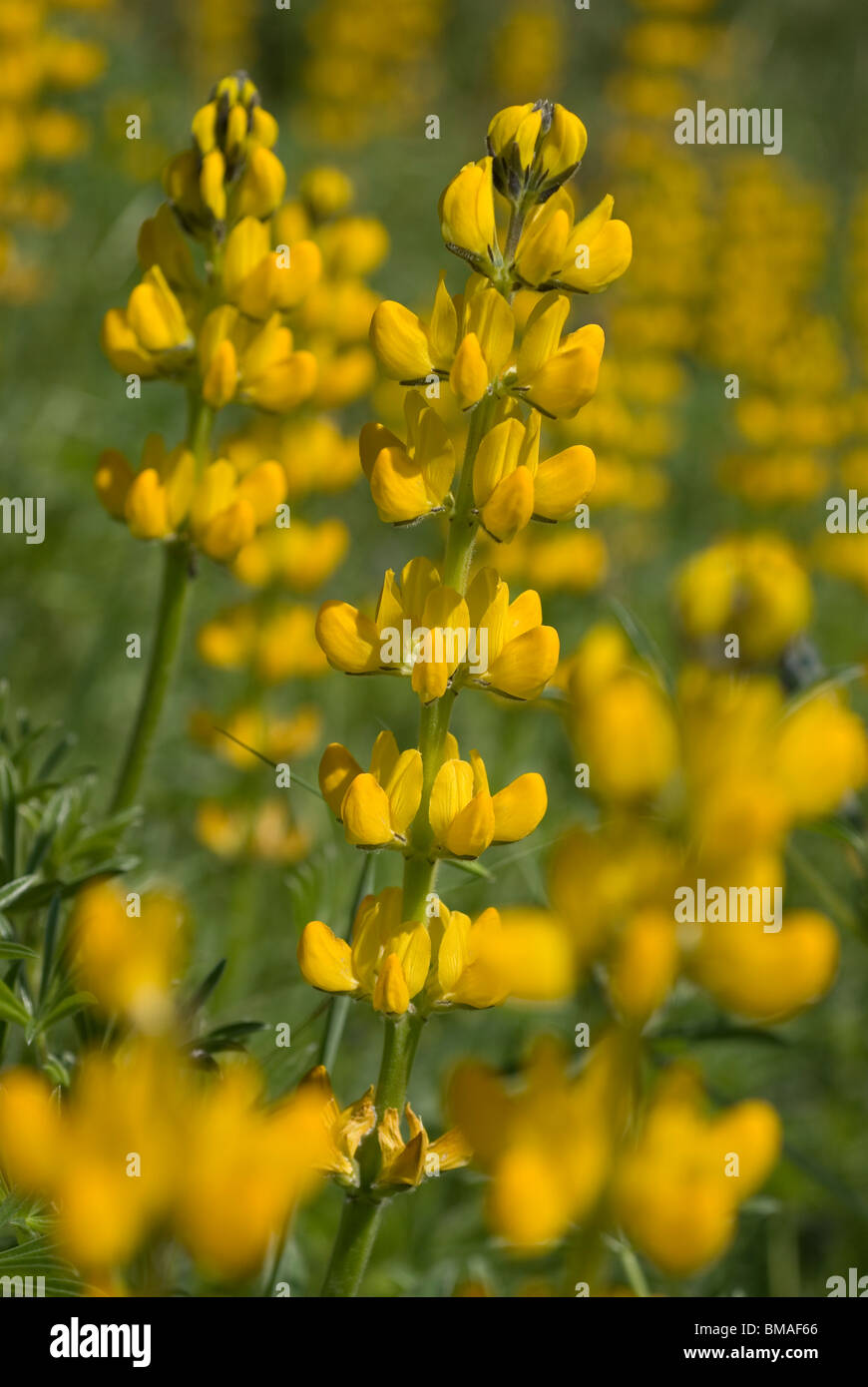 European yellow lupine (Lupinus luteus Stock Photo - Alamy