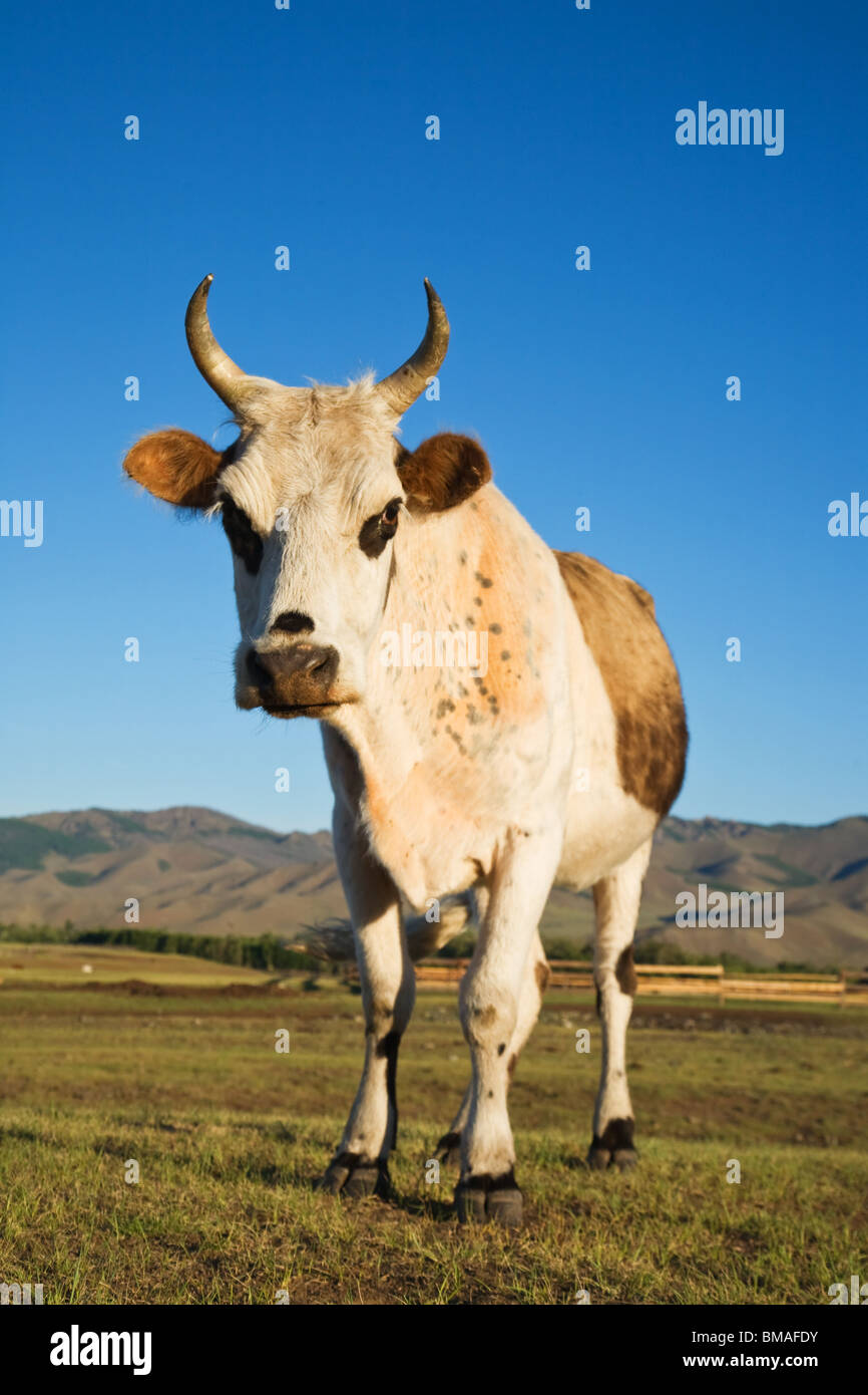 Cow Mongolia Asia Stock Photo - Alamy