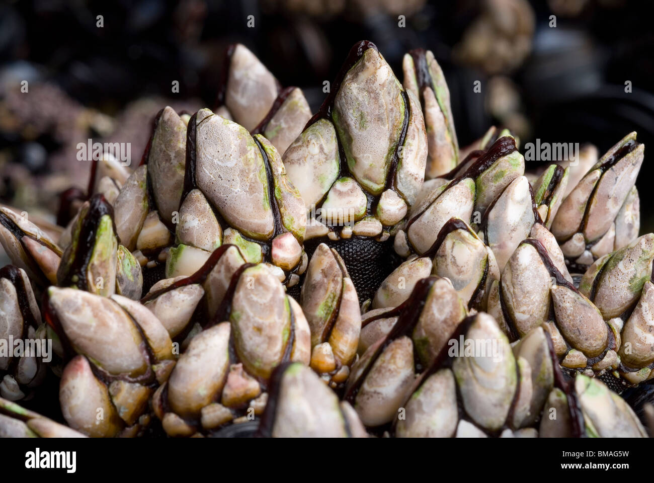 Goose neck barnacle, goose barnacle or leaf barnacle (Pollicipes ...