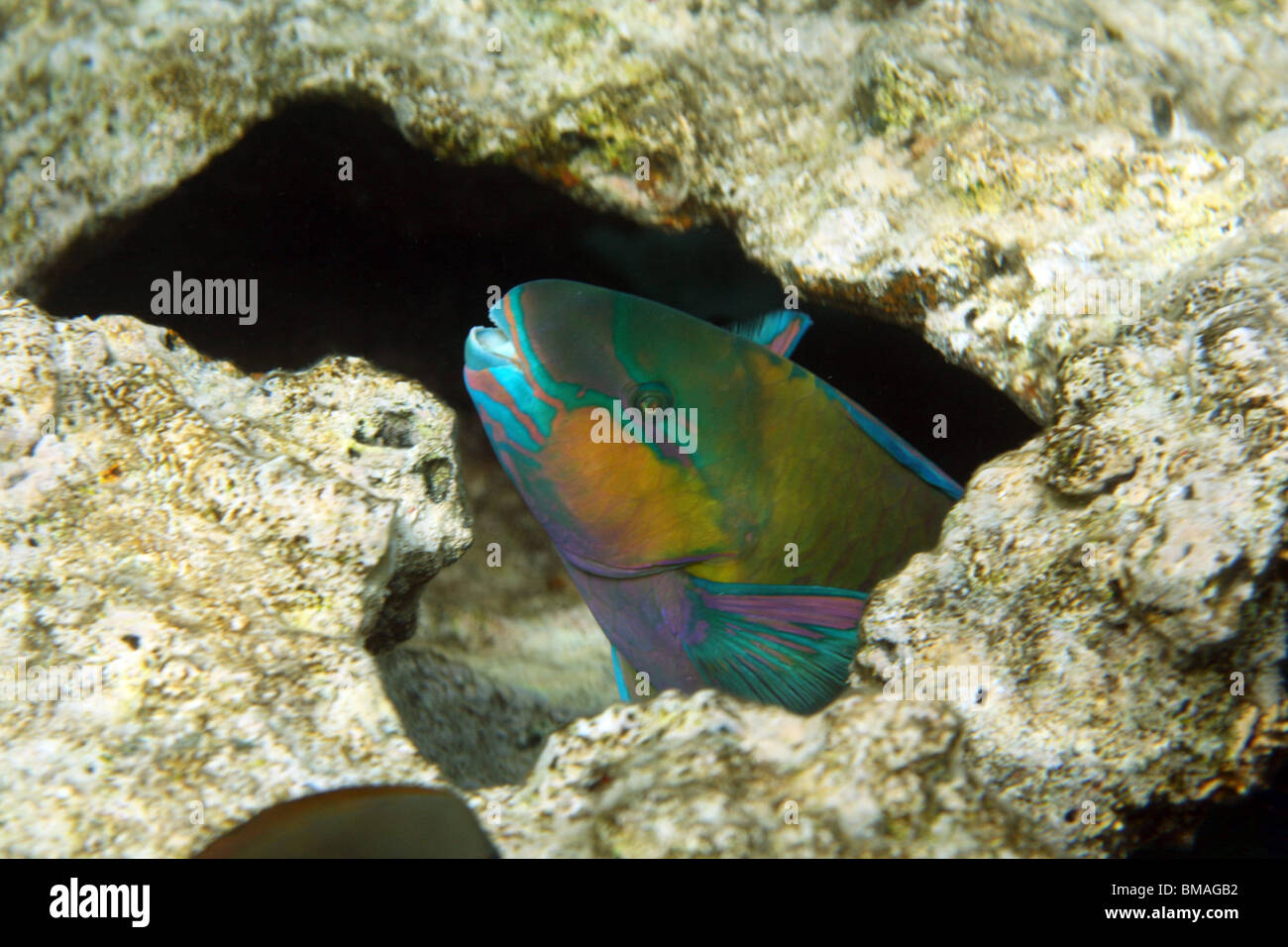 Red sea parrot fish hi-res stock photography and images - Alamy