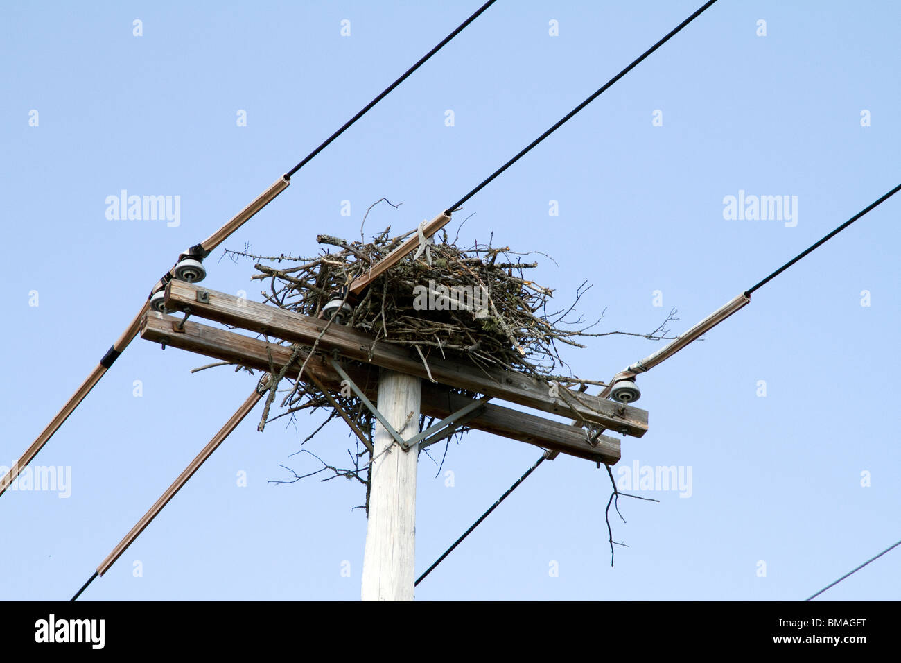 Telephone pole hawk hi-res stock photography and images - Alamy
