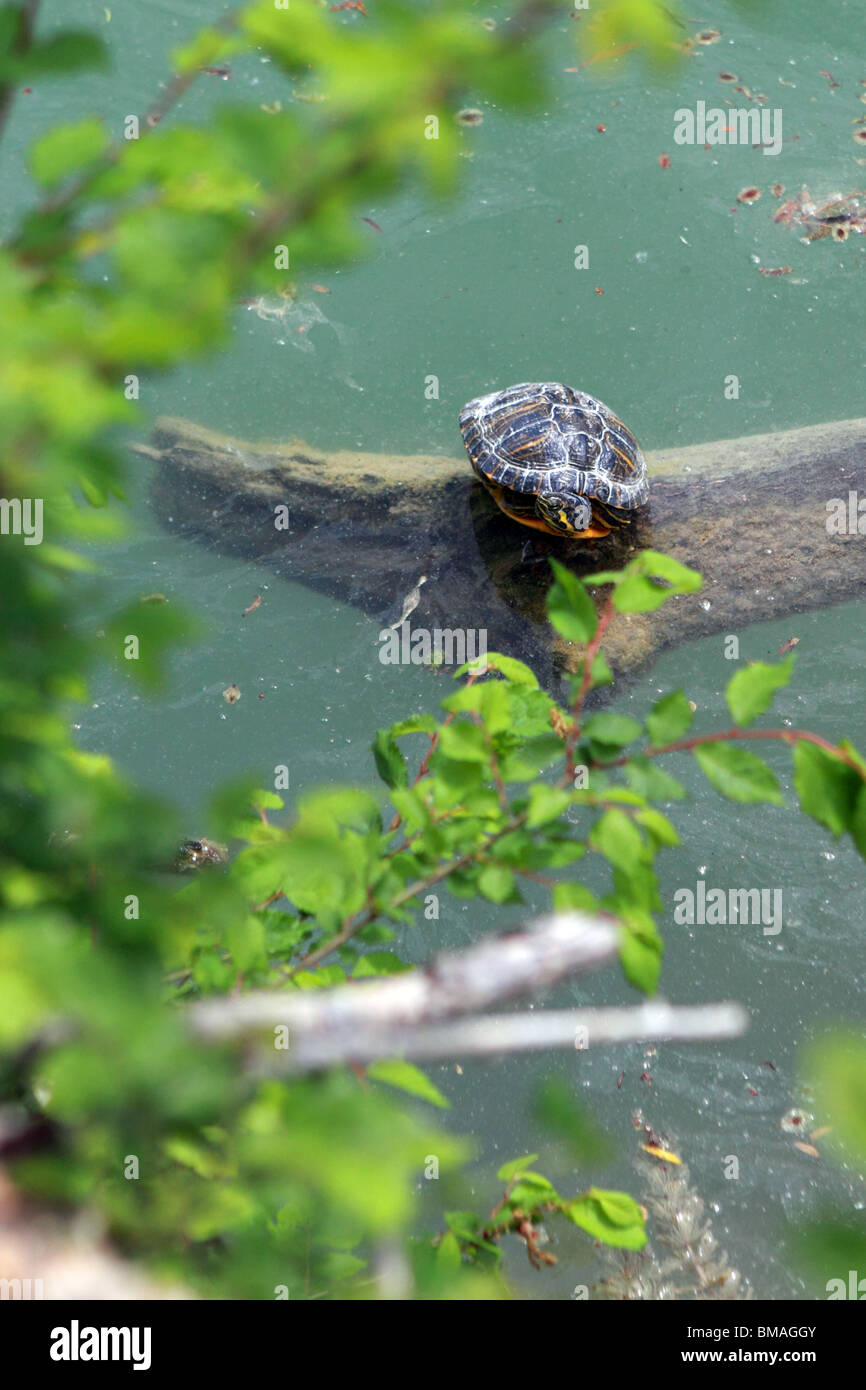 A small wild tortoise in Lago Sinizzo, Abruzzo, Italy Stock Photo - Alamy