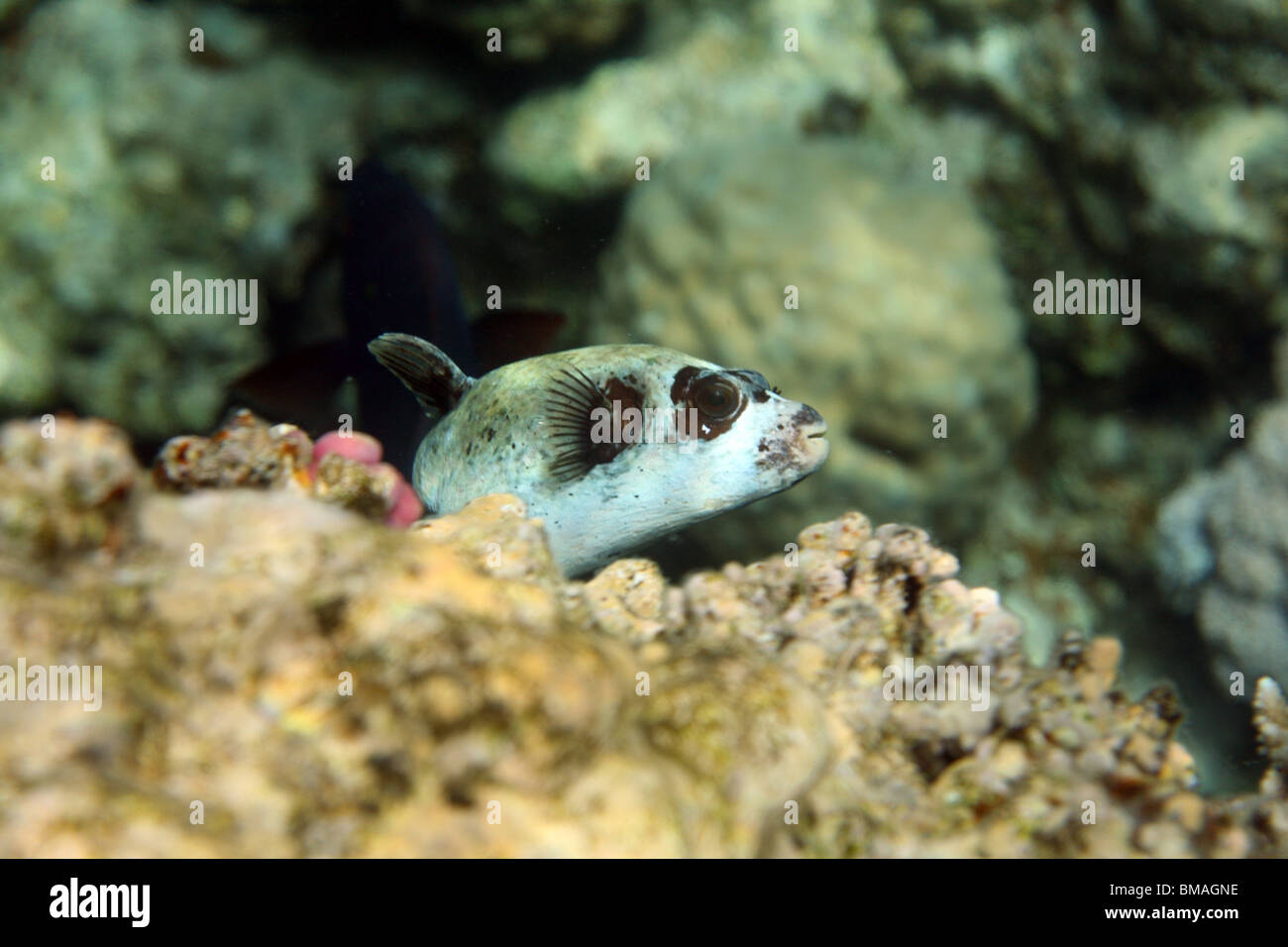 Masked puffer fish in the Red Sea, Egypt Stock Photo - Alamy