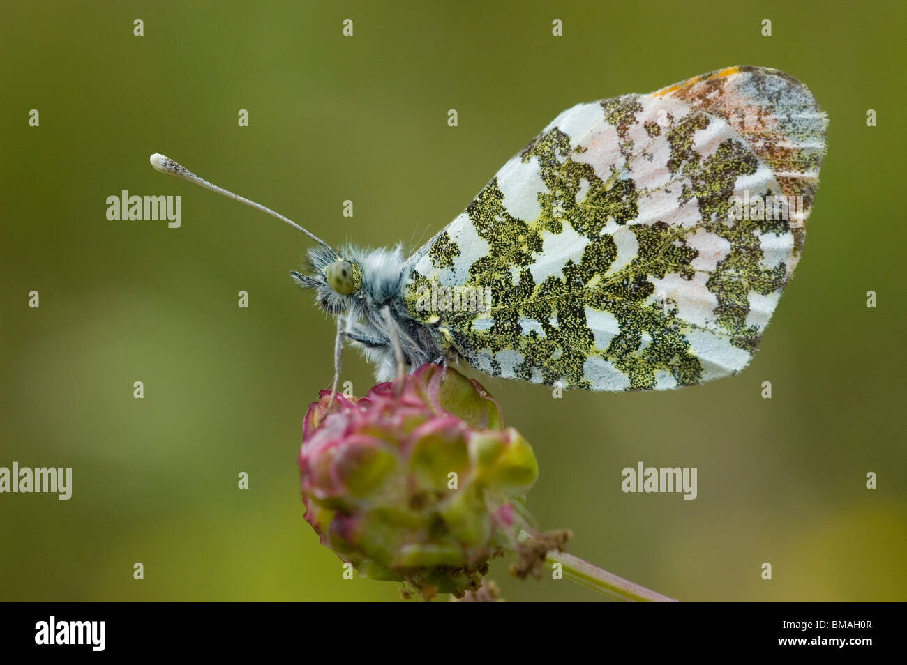 Male Orange Tip (Anthocaris cardamines) resting on a small burnet spike ...