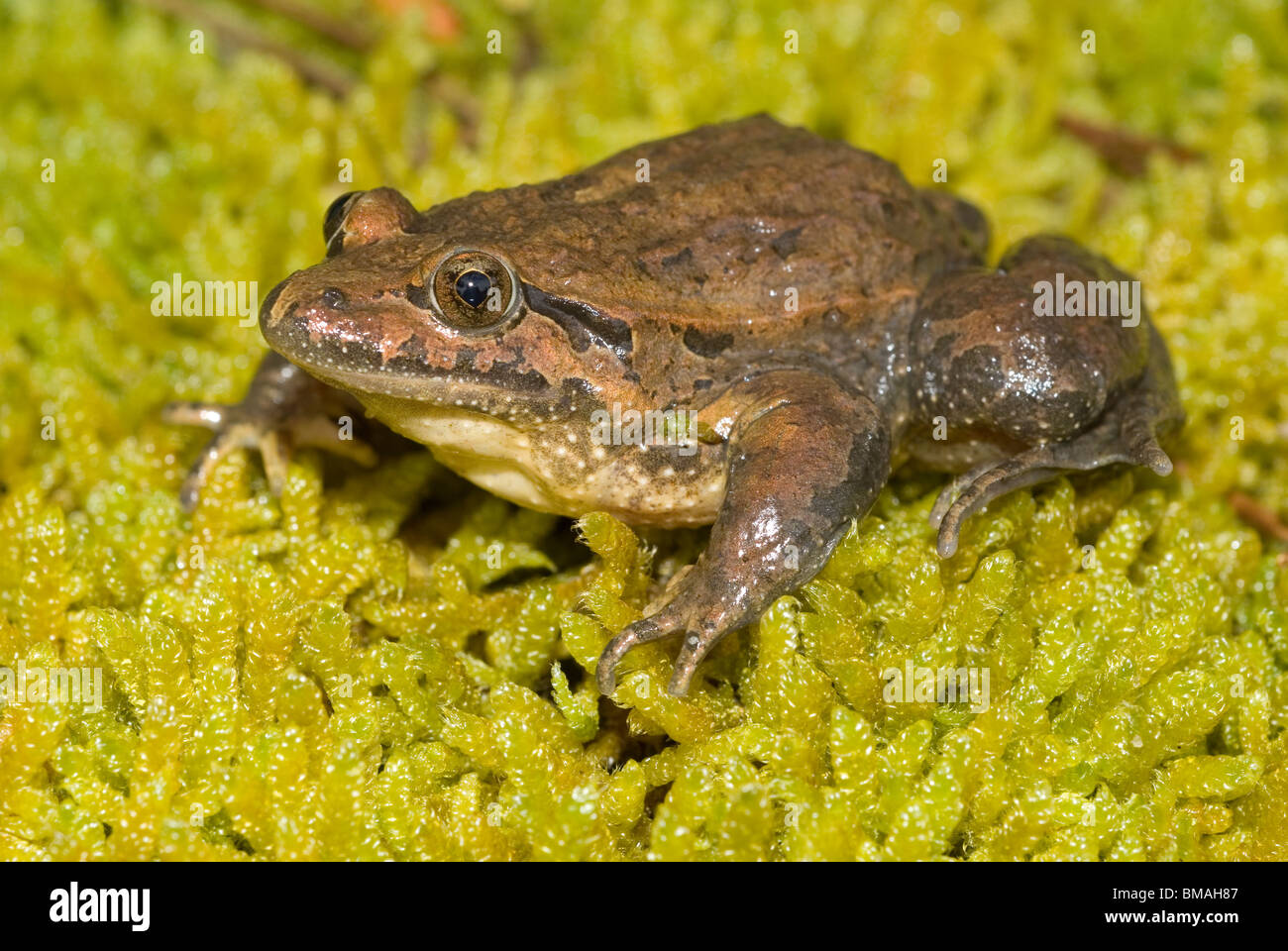 Iberian painted frog (Discoglossus galganoi Stock Photo - Alamy