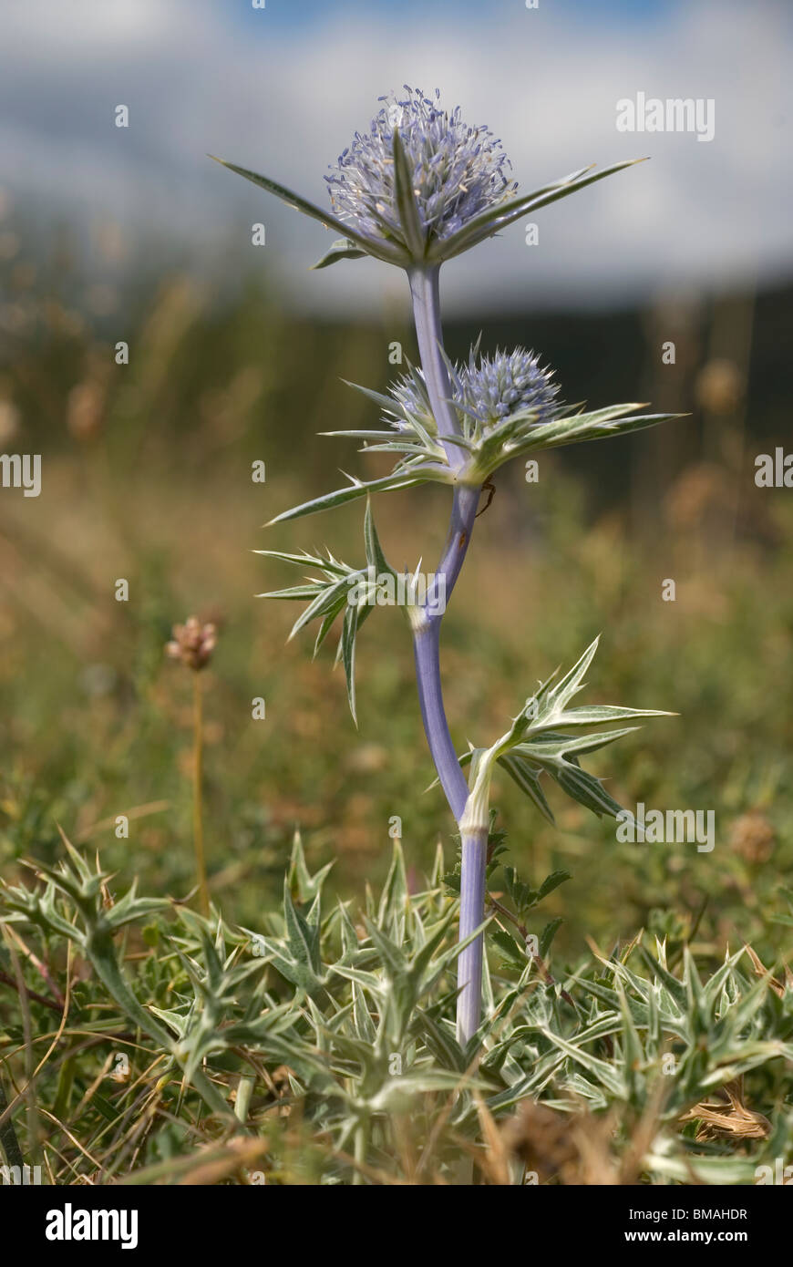 Sea holly plant hi-res stock photography and images - Alamy