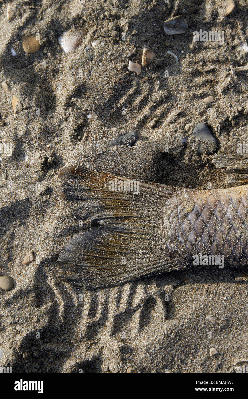 one dead fish on beach in sand Stock Photo - Alamy
