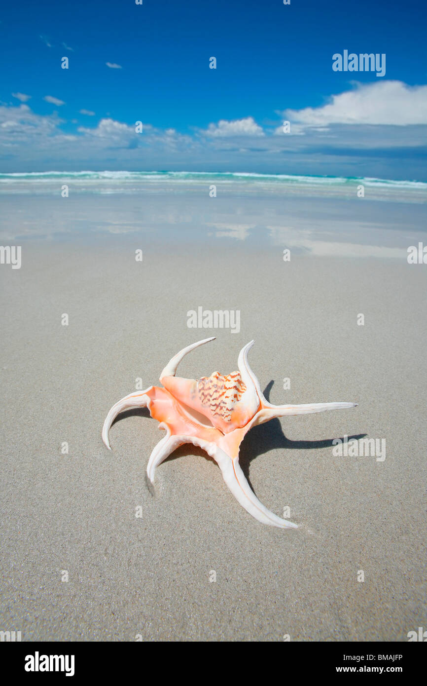Shell on a tropical beach Stock Photo - Alamy