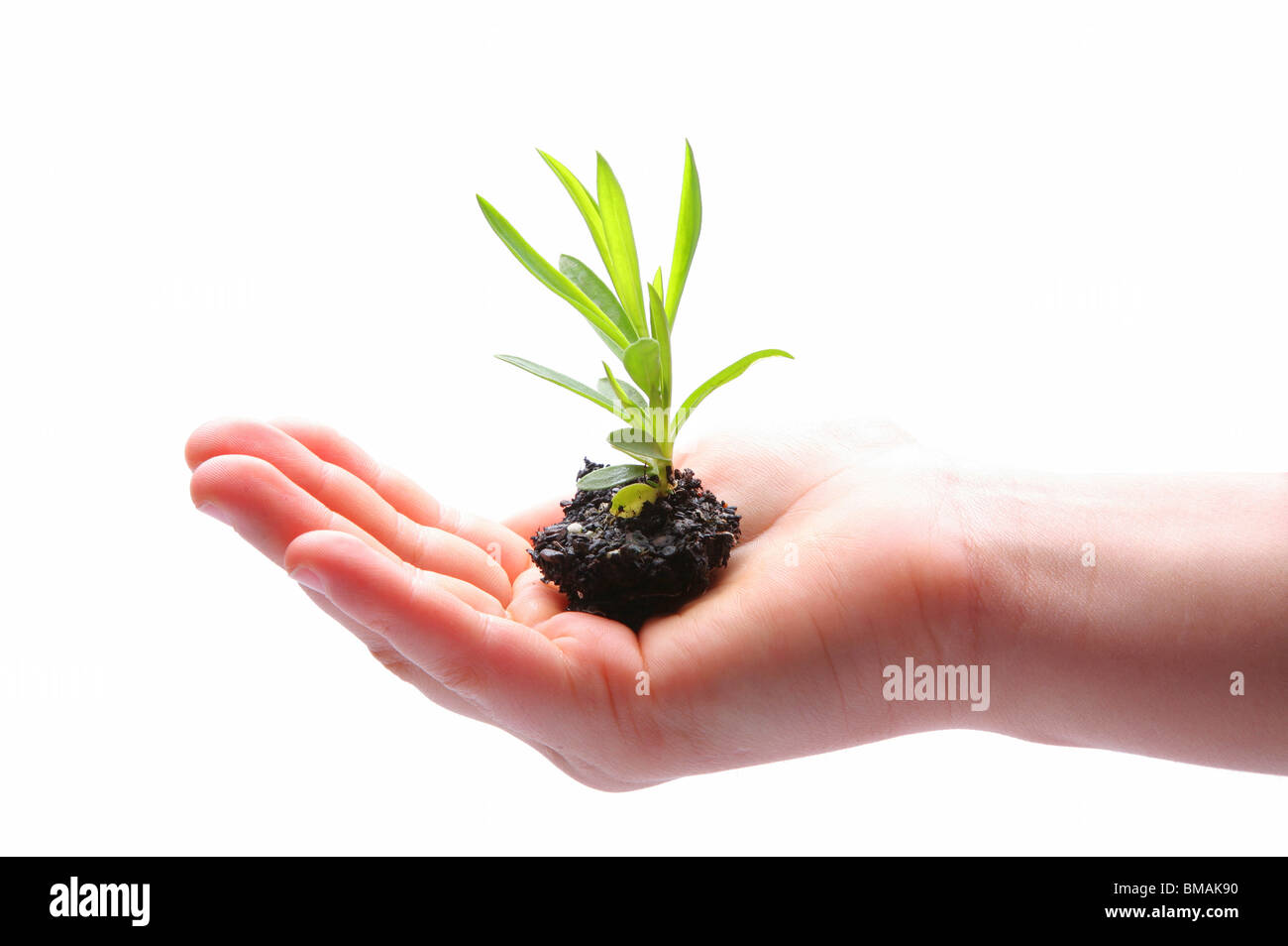 Growing plant Cut Out Stock Images & Pictures - Alamy