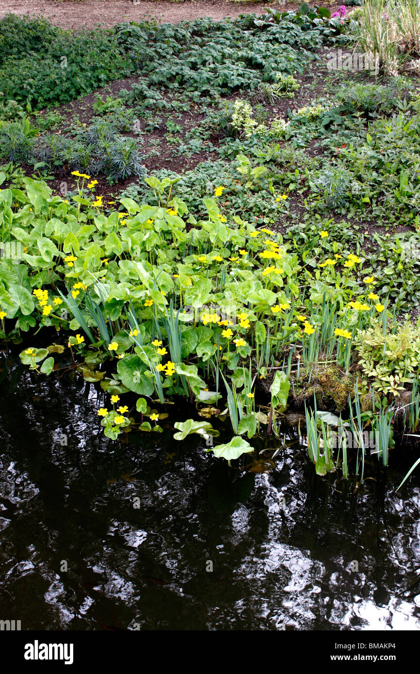 Blooming marsh marigolds hi-res stock photography and images - Alamy
