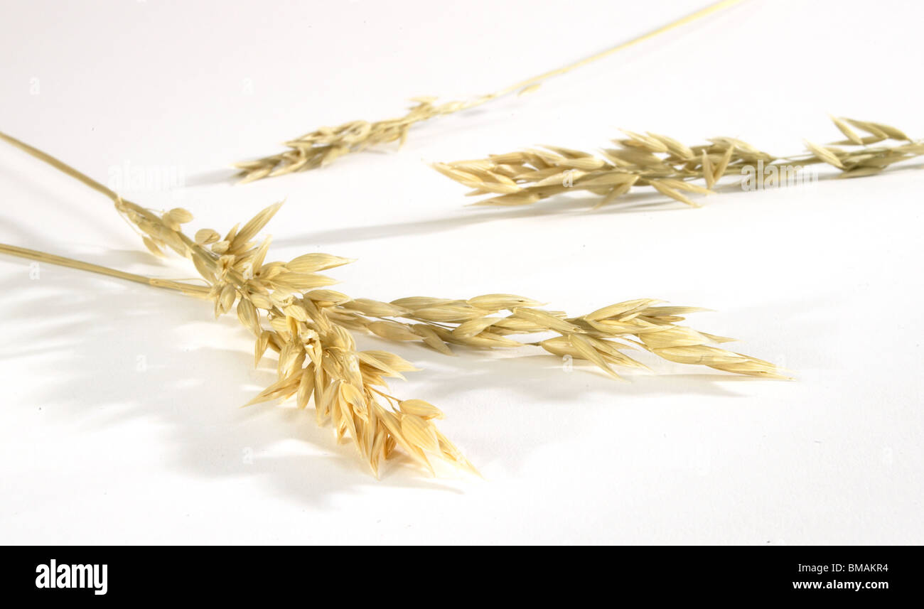 Oats Barley Wheat High Resolution Stock Photography and Images - Alamy