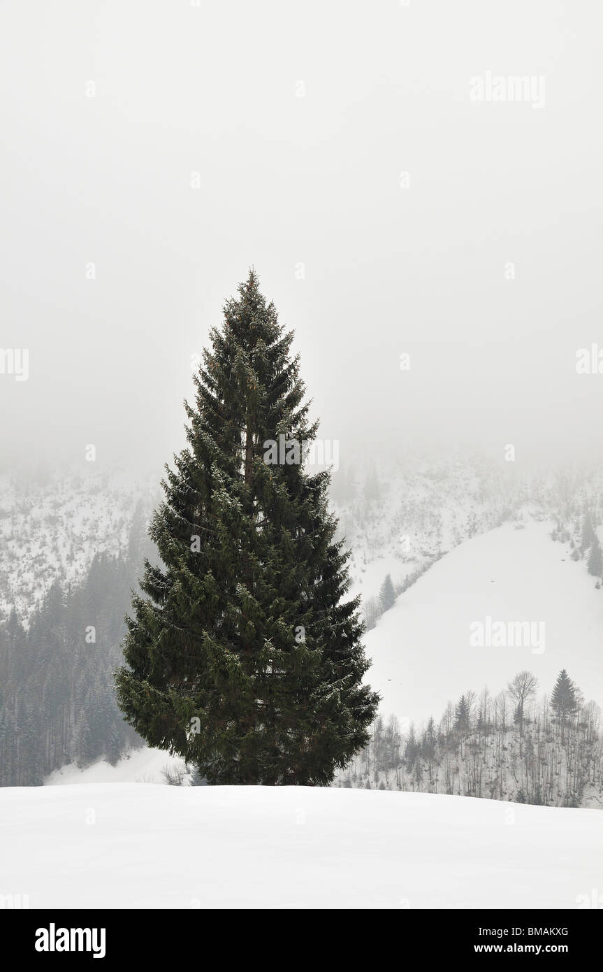 Single conifer in winter landscape, Kleinwalsertal valley, Vorarlberg ...