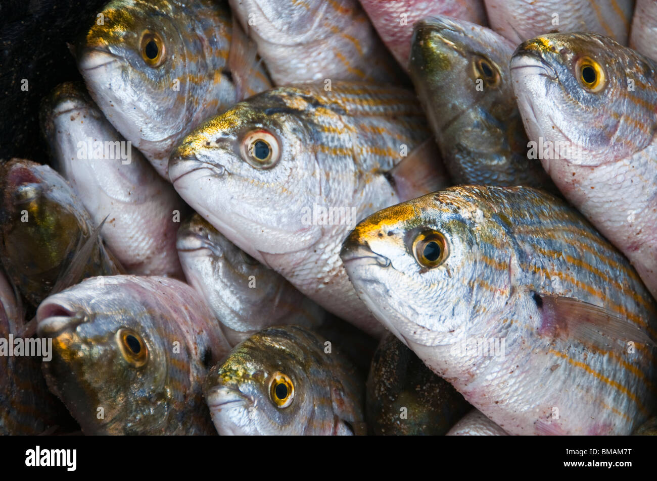 Morocco Moulay Bousselham fresh fish catch Stock Photo - Alamy