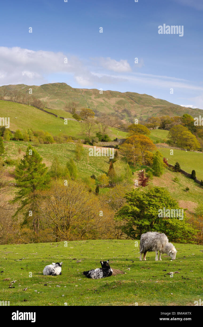 Herdwick ewe & lambs above Low Sweden Bridge Ambleside with Wansfell ...