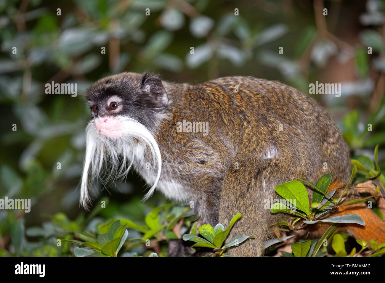 Emperor monkey hi-res stock photography and images - Alamy