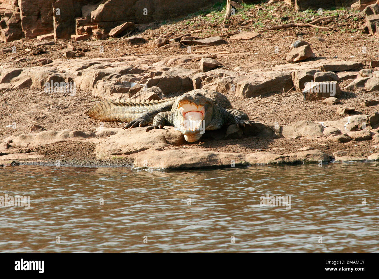 Mugger Crocodile on the waters edgewith its mouth gapingopen in ...