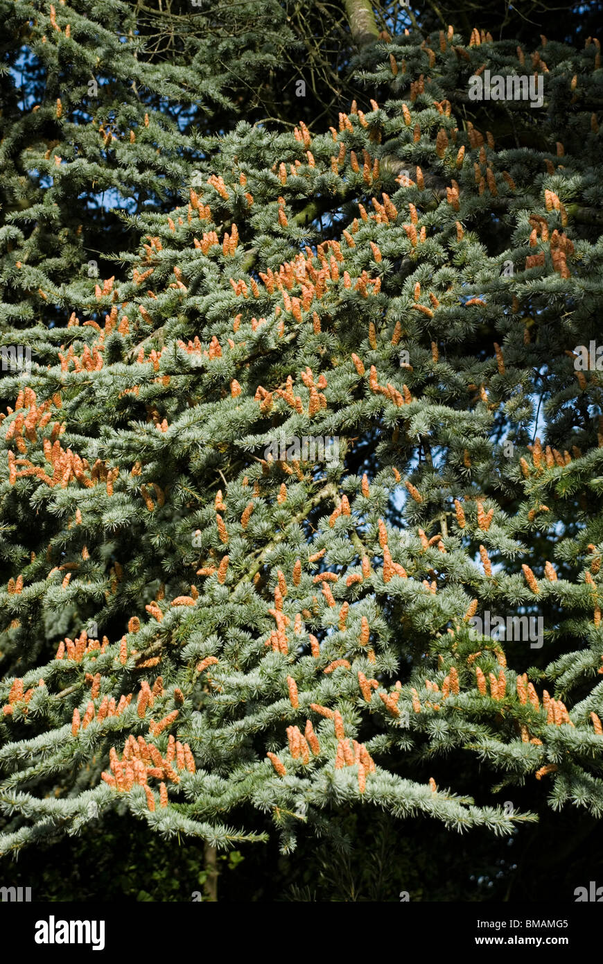 Cedrus atlantica glauca hi-res stock photography and images - Alamy