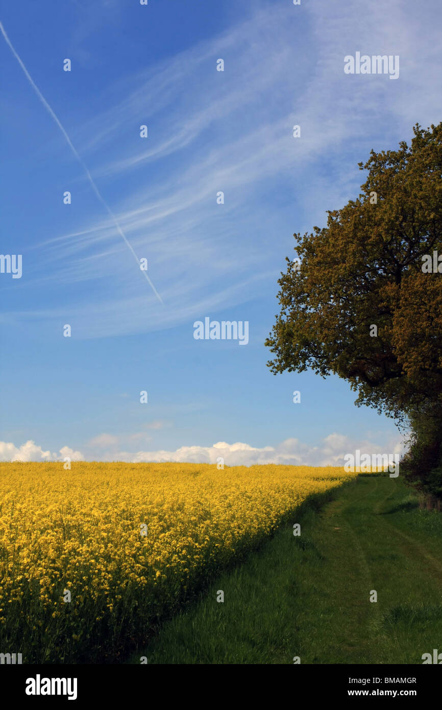 A sunny view over farmland showing part of a tree with the horizon ...
