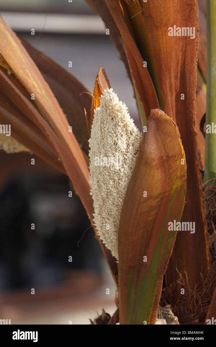 PHOENIX DACTYLIFERA. MALE FLOWER OF THE DATE PALM Stock Photo - Alamy