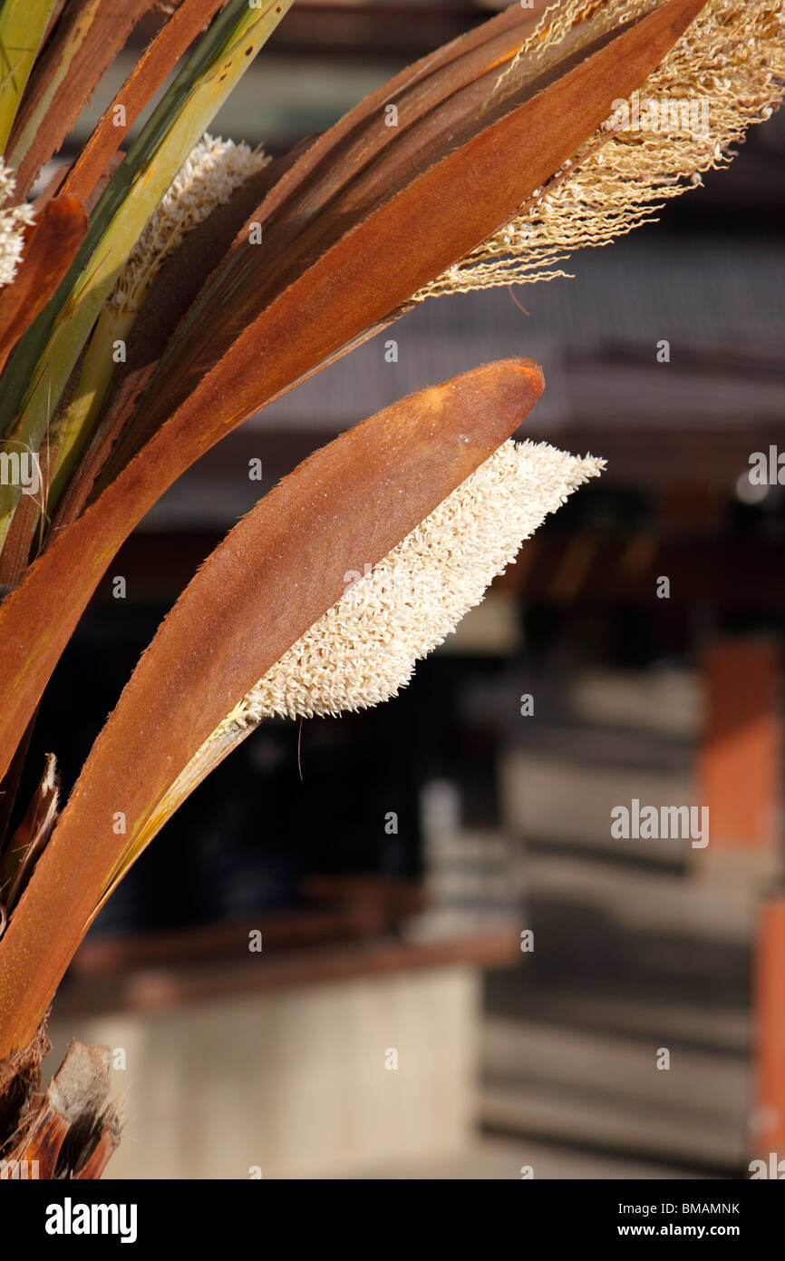 PHOENIX DACTYLIFERA. MALE FLOWER OF THE DATE PALM Stock Photo - Alamy