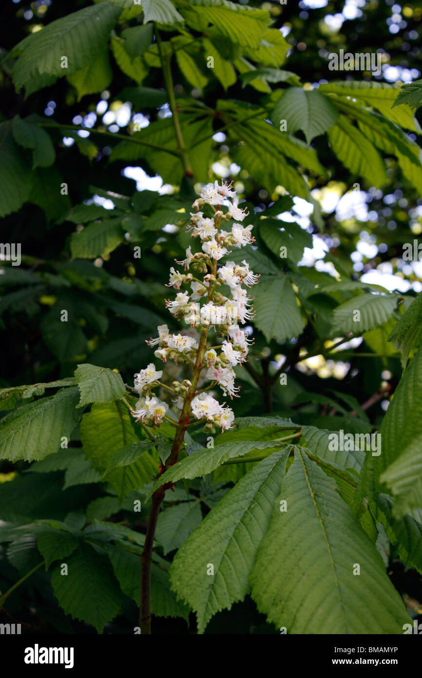 Aesculus hippocastanum flower hi-res stock photography and images - Alamy