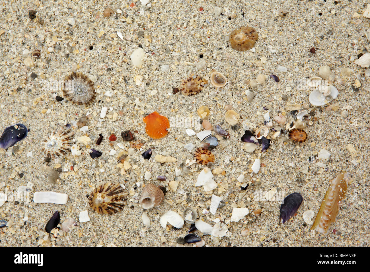 Scottish shells hi-res stock photography and images - Alamy