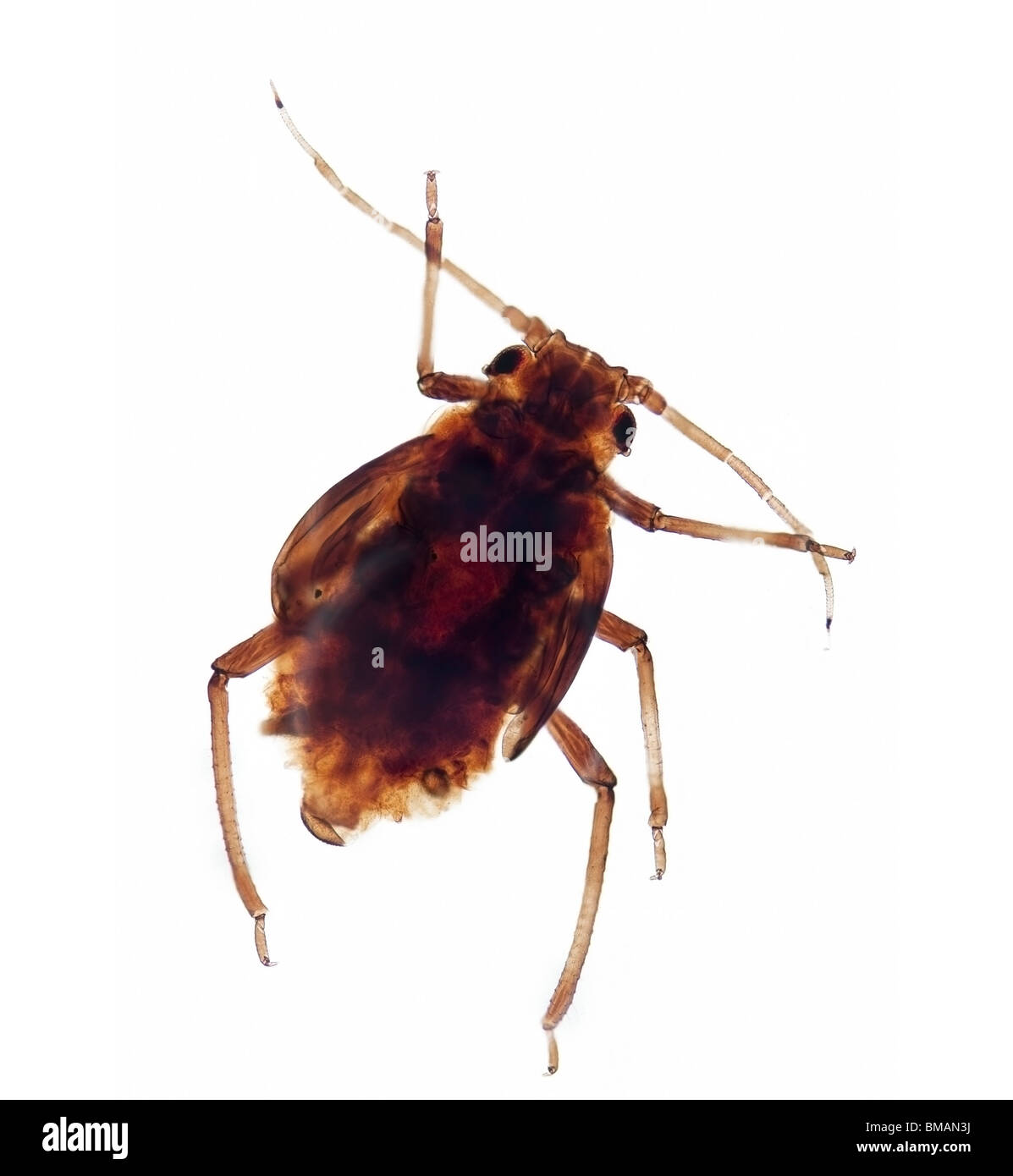 Microscope image of an Aphid insect on a white background Stock Photo ...