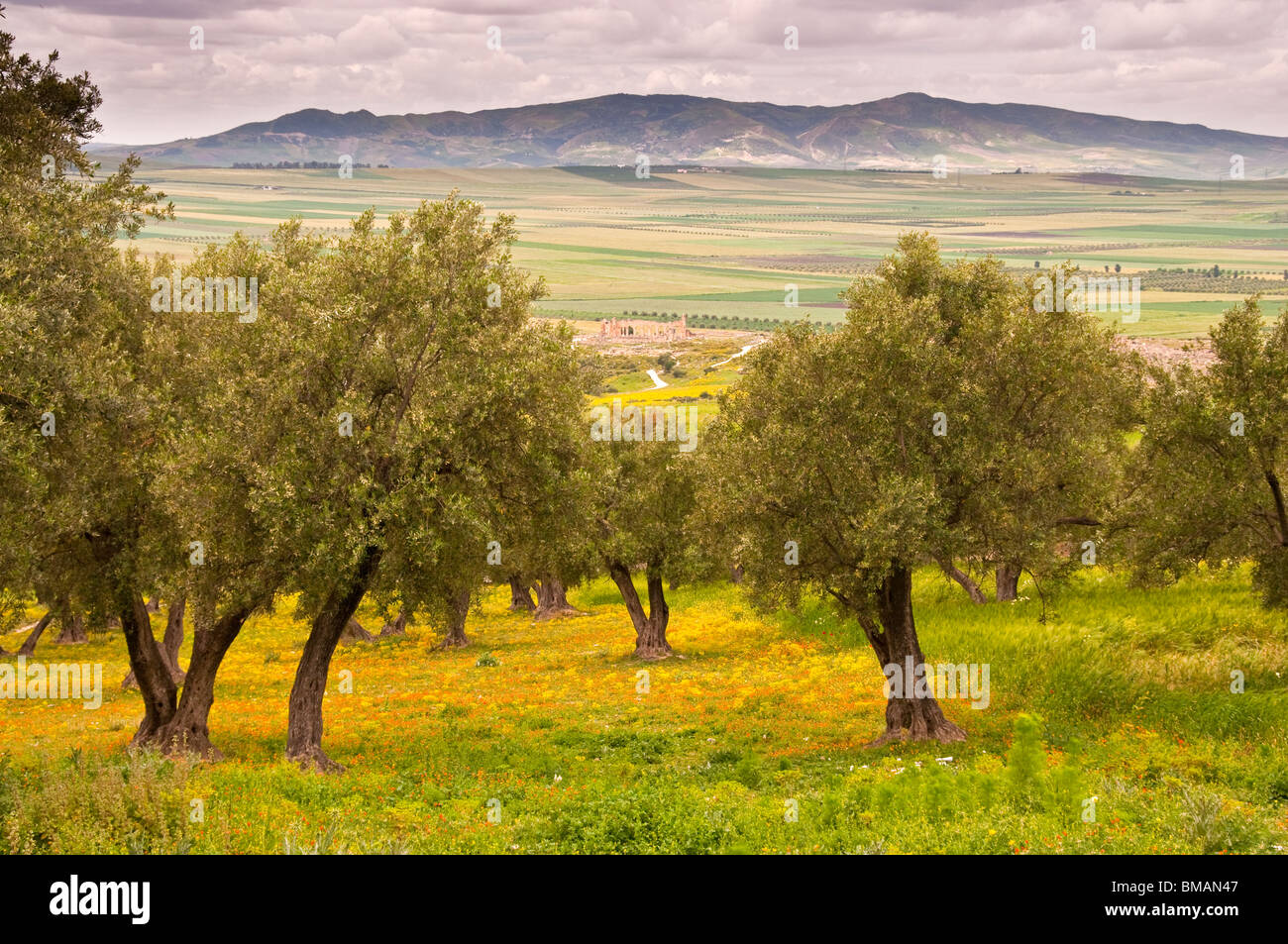 Volubilis Morocco olive grove landscape Stock Photo - Alamy