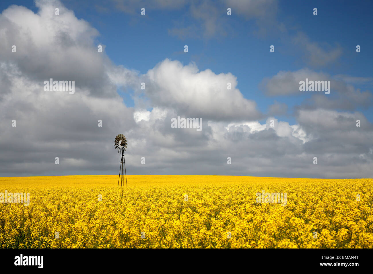 Canola Crops Australia Stock Photo - Alamy
