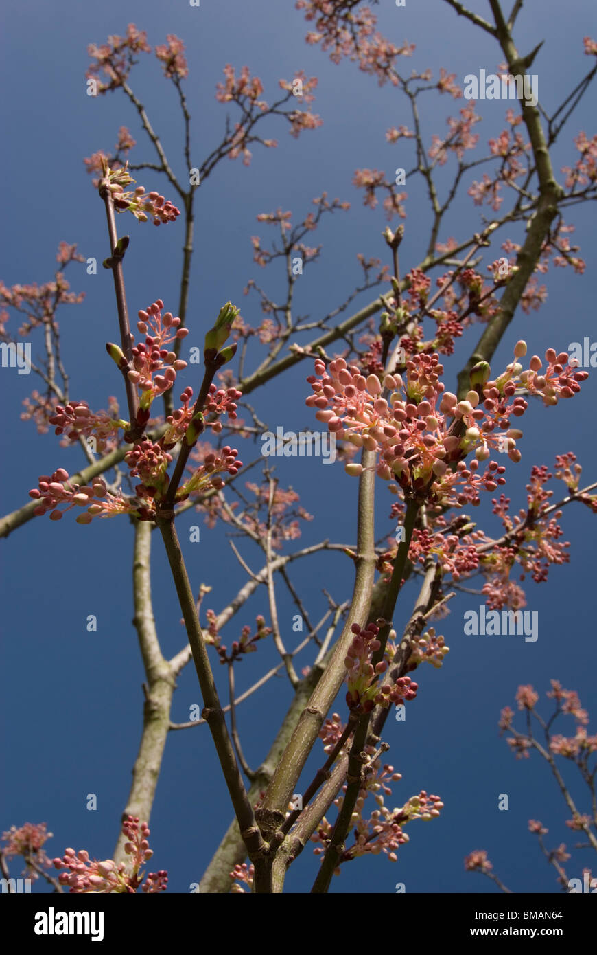 Staphylea colchica, Colchis Bladdernut Stock Photo - Alamy
