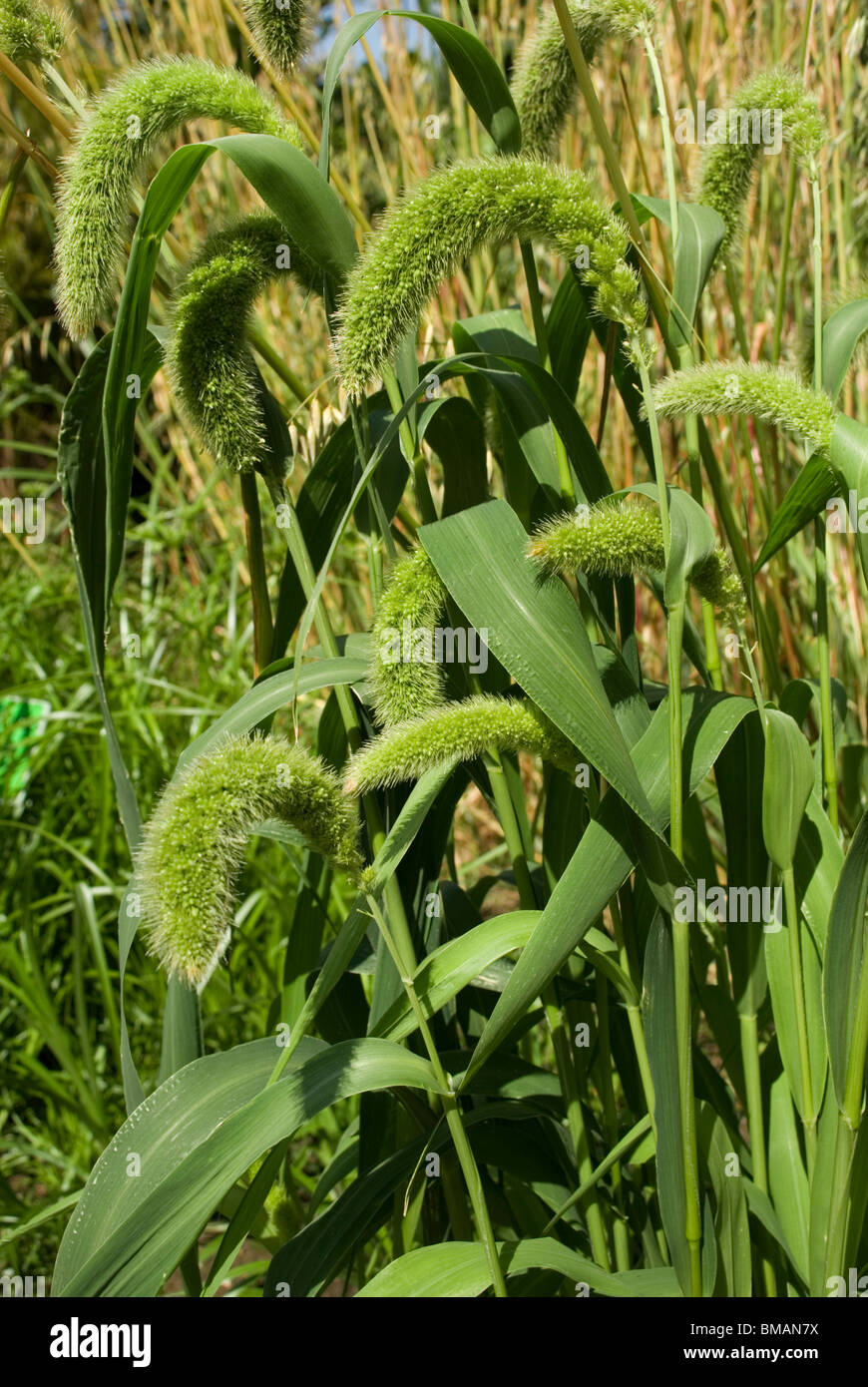 Setaria hi-res stock photography and images - Alamy
