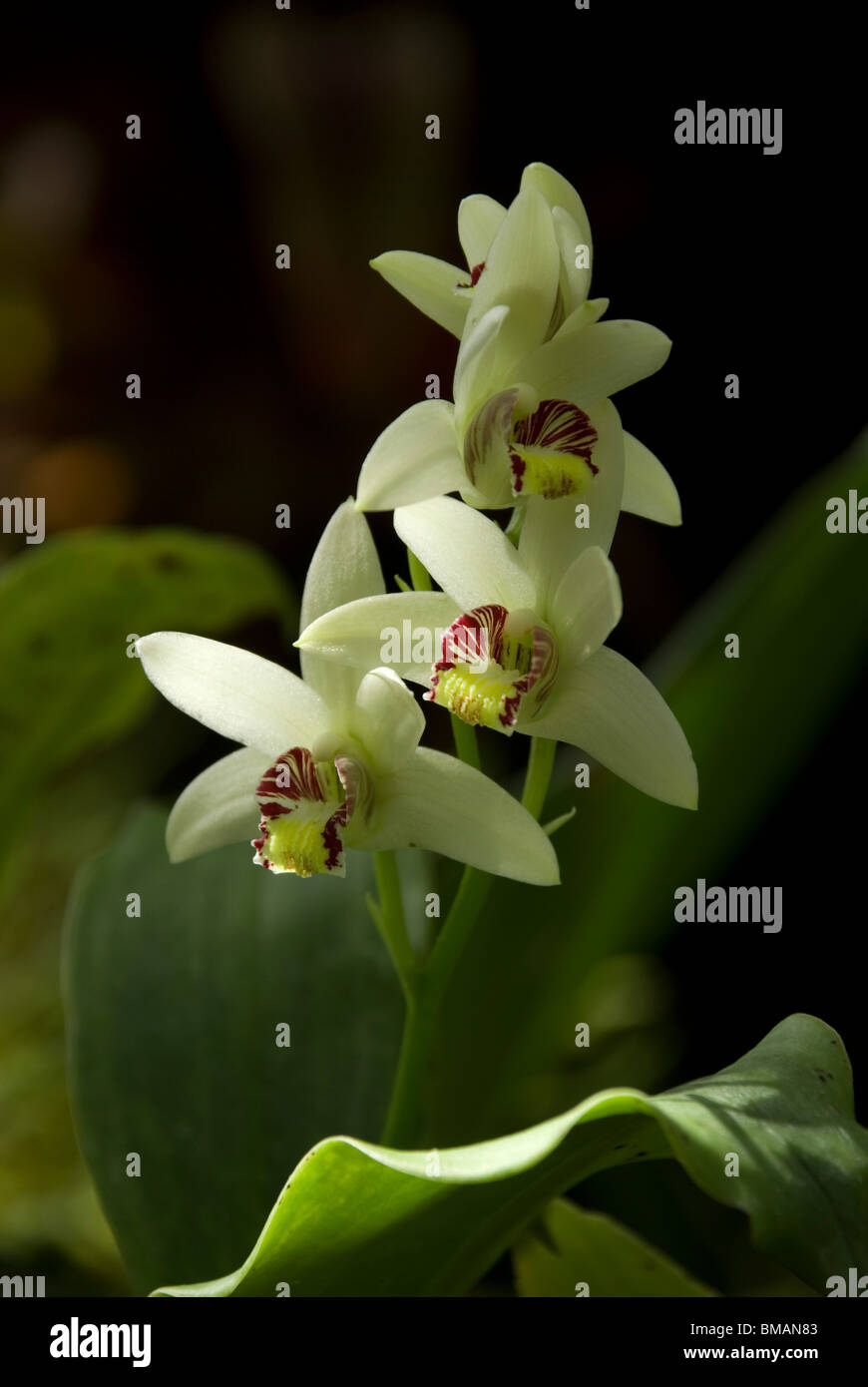 Eria hi-res stock photography and images - Alamy