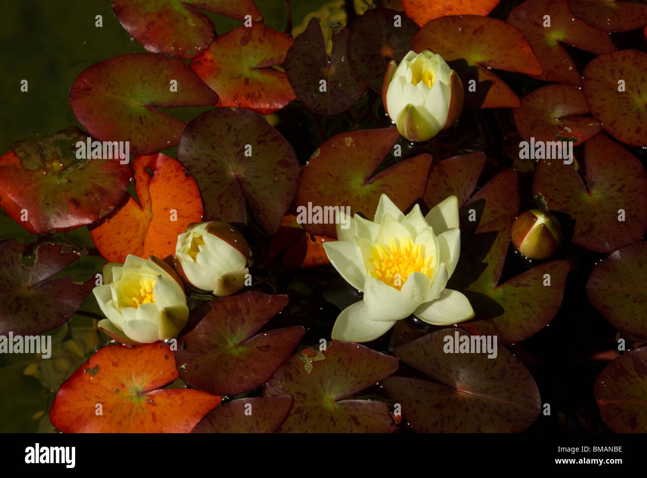 Nymphaea pygmaea 'Helvola' Stock Photo - Alamy