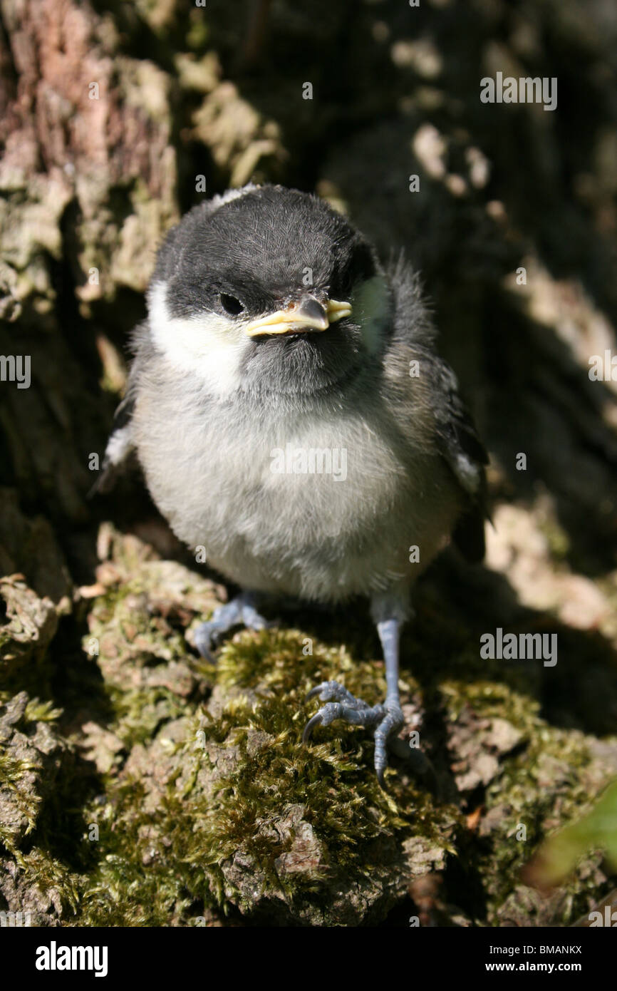 Coal Tit Periparus ater Fledgling Taken at Silverdale, Lancashire UK ...