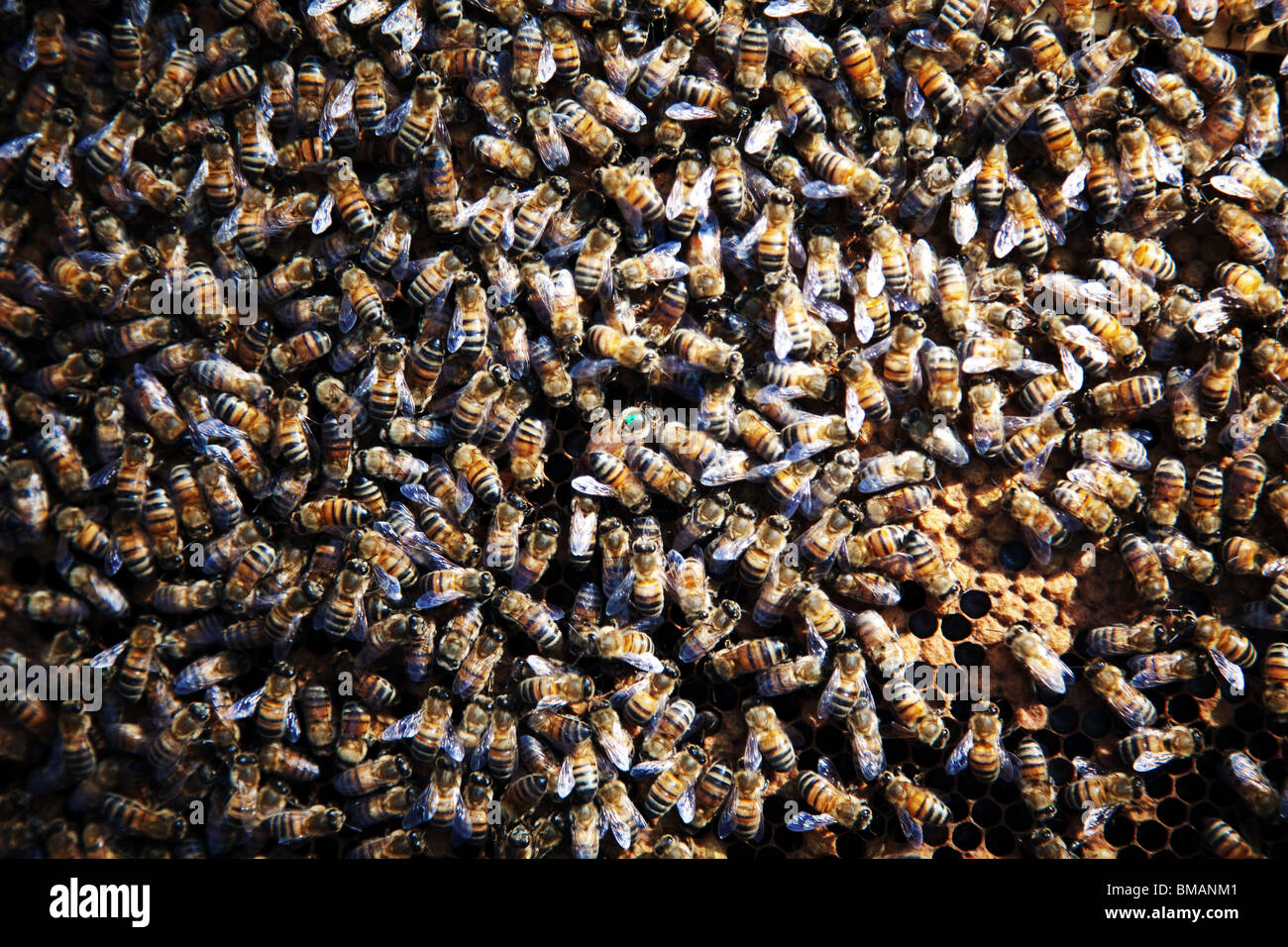 Beekeeping honey making in london hi-res stock photography and images ...