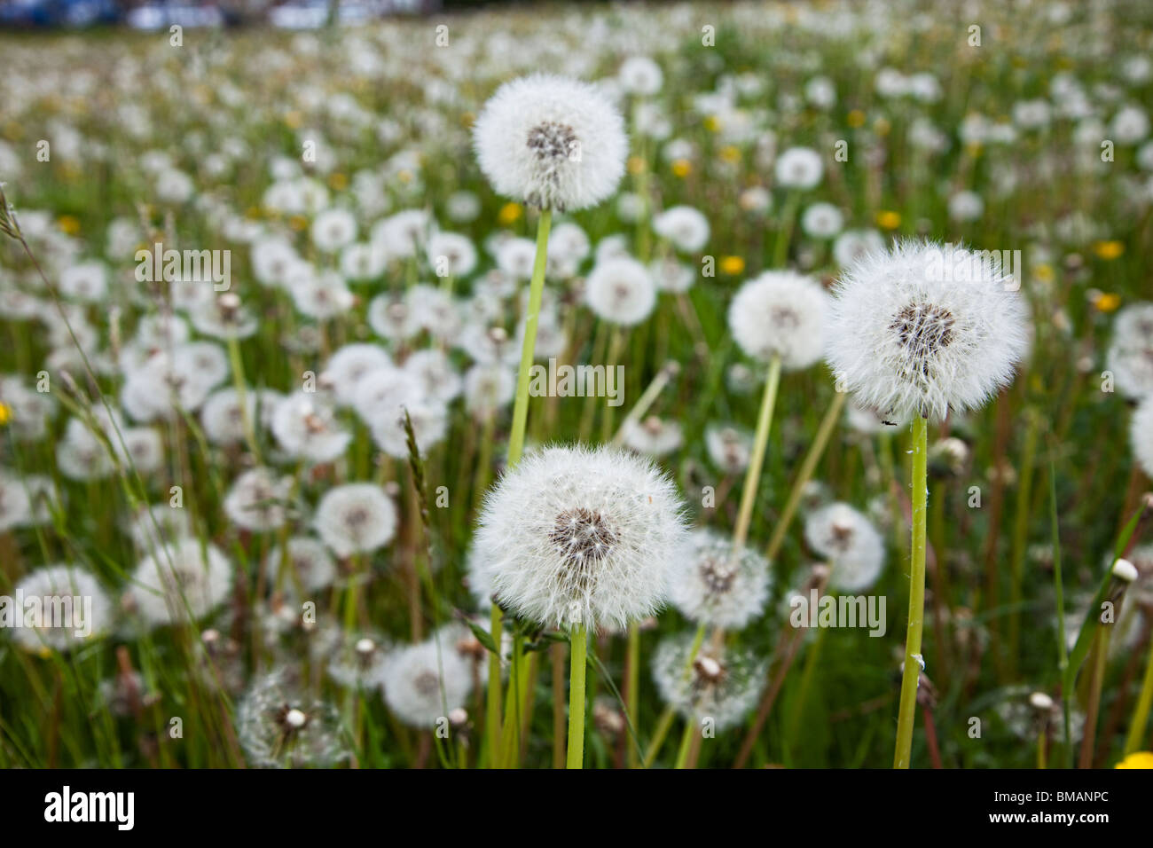 Taraxacum seed hi-res stock photography and images - Alamy