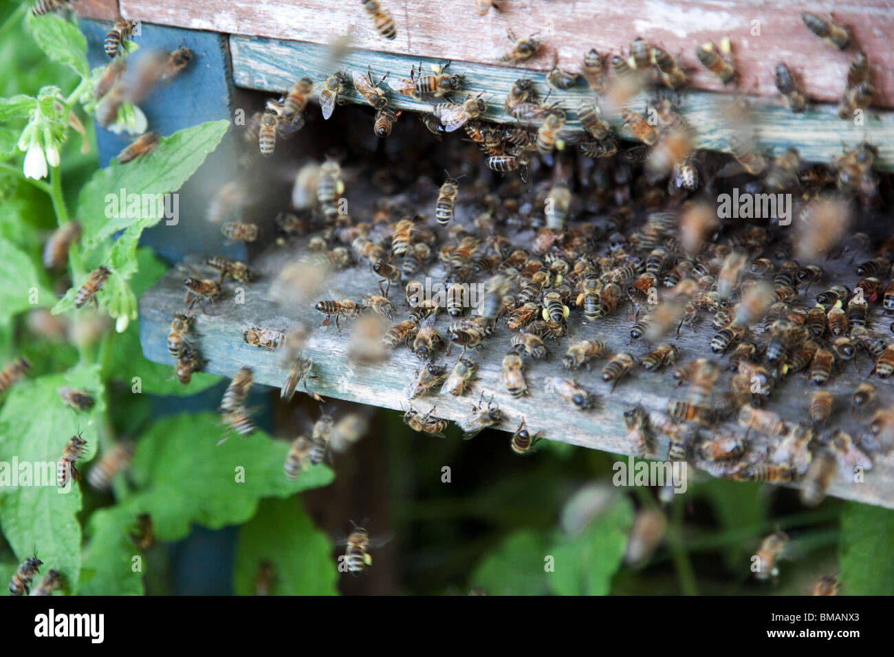 Beekeeping honey making in london hi-res stock photography and images ...