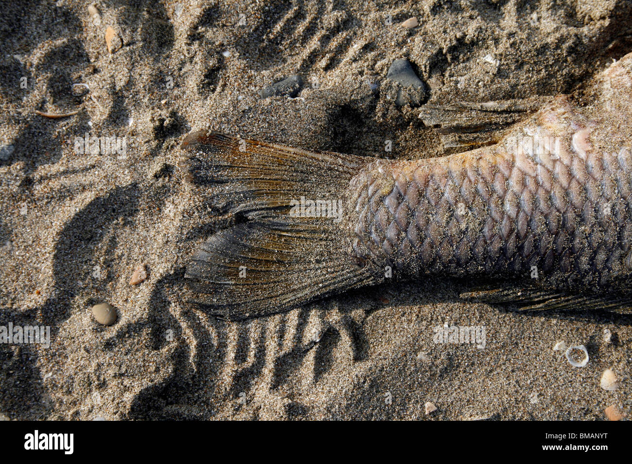 one dead fish on beach in sand Stock Photo - Alamy
