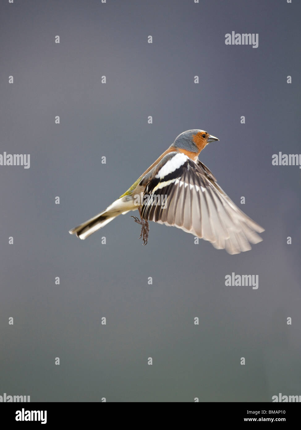 Male chaffinch Fringilla coelebs in flight with wings spread against a ...